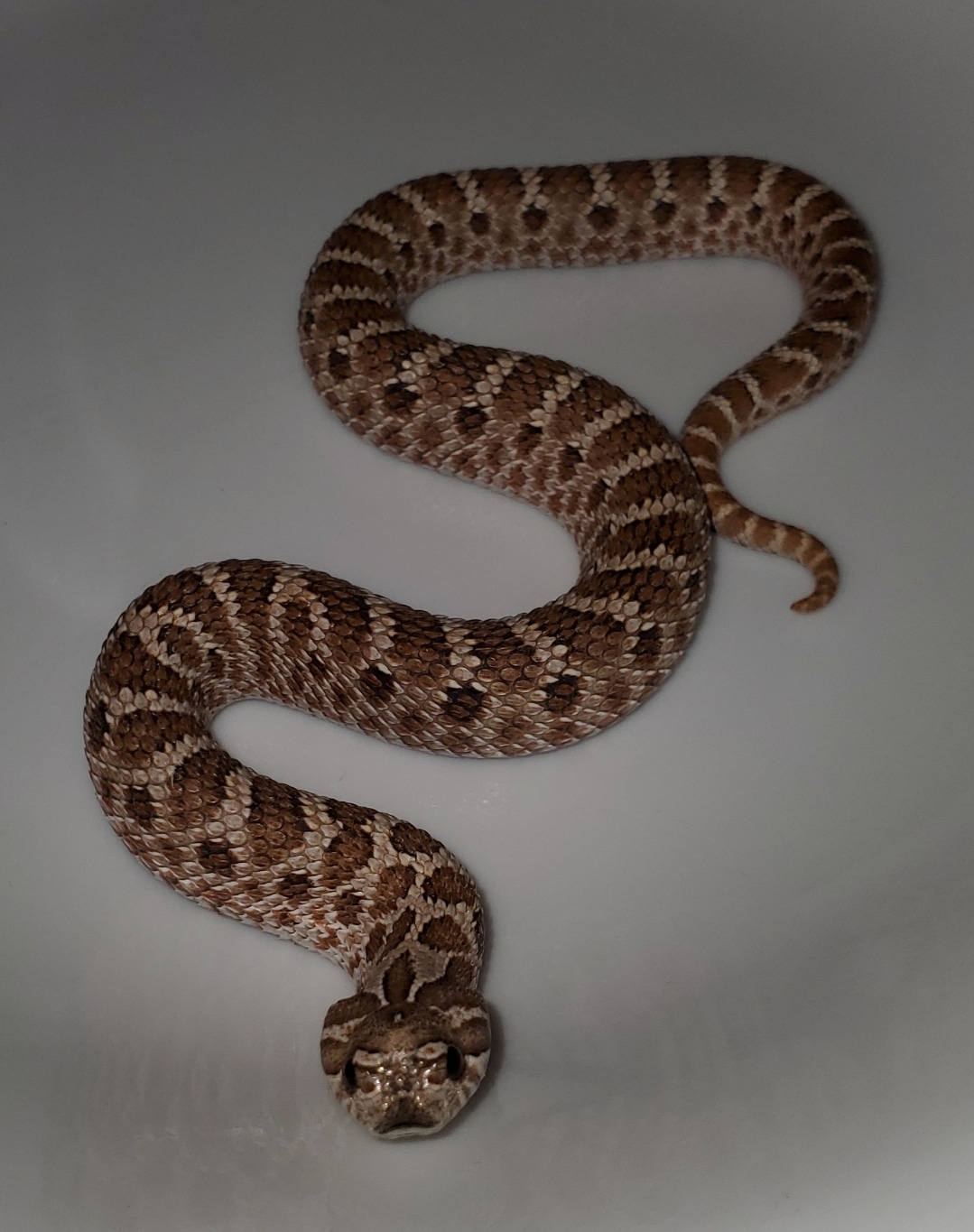 Female DH Sunburst PH Axanthic Western Hognose by AMCL Exotics ...