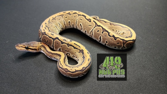 22 Blackhead Pinstripe Dbl Het Hypo Het Clown FREE SHIPPING Ball Python ...