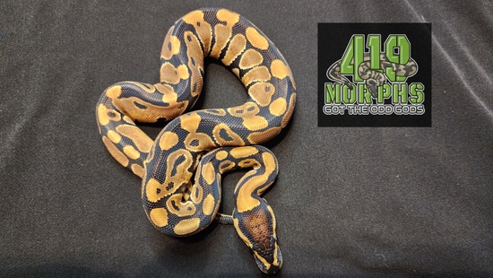 23 Normal 66% Dbl Het Clown, Vpi Ball Python by 419 Morphs, LLC