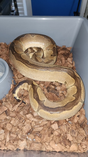 NO RESERVE!!!!! Red Stripe Enchi Clown Proven Ball Python by 419 Morphs, LLC
