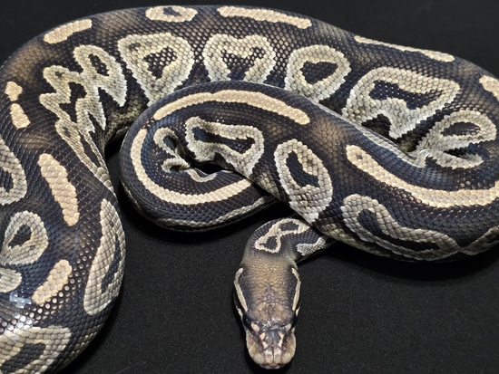 Blackhead HRA Hypo Ball Python by 419 Morphs, LLC