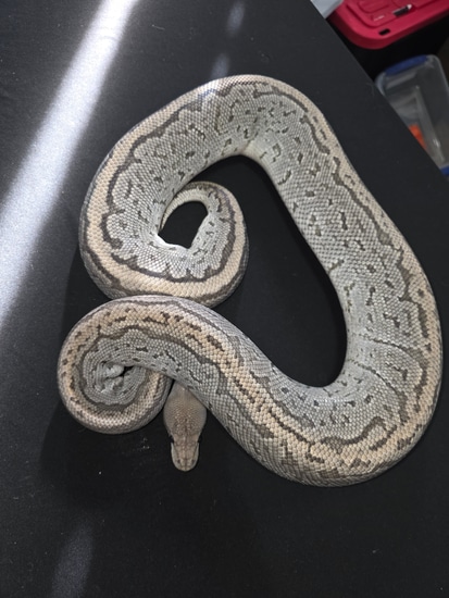 Blackhead Pin Hypo Ball Python by 419 Morphs, LLC