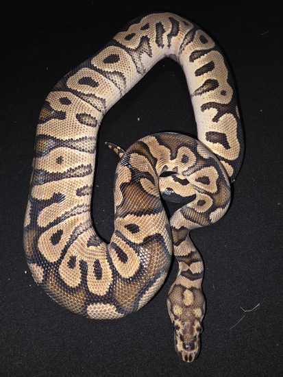 Pair: DG HYPO CLOWN Ball Python by 419 Morphs, LLC