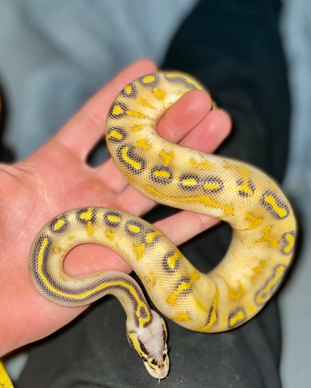 Pastel Highway Ball Python by Royal 43 Pythons