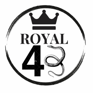 Royal 43 Pythons - MorphMarket
