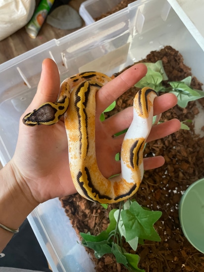 Yellowbelly Gravel Pied Ball Python by Royal 43 Pythons
