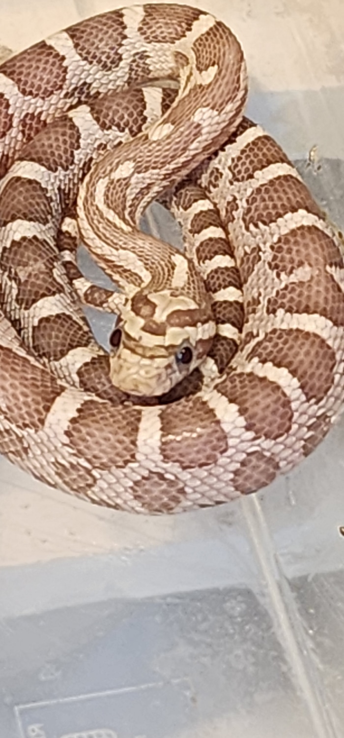 Ultramel Anery Het Scaleless Corn Snake by 480 Pythons - MorphMarket