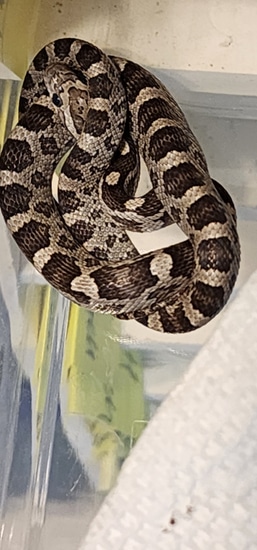 Anery Het Scaleless Ph Ultra/Amel Corn Snake by 480 Pythons