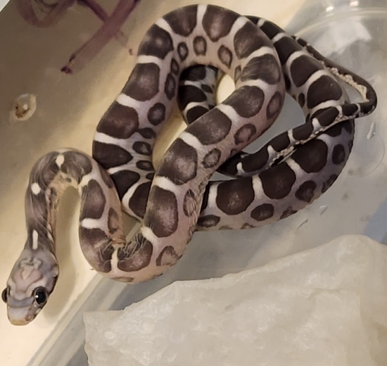 Anery Scaleless Het Ultra/Amel Corn Snake by 480 Pythons