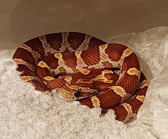 Ultramel Banded Het Anery, Palmetto, Corn Snake by 480 Pythons