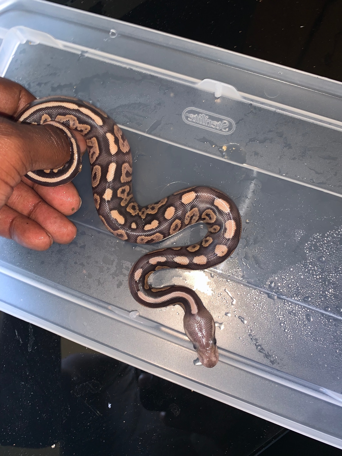 Cinnamon,leopard, Fire Ball Python by BayArea Captive Snakes - MorphMarket