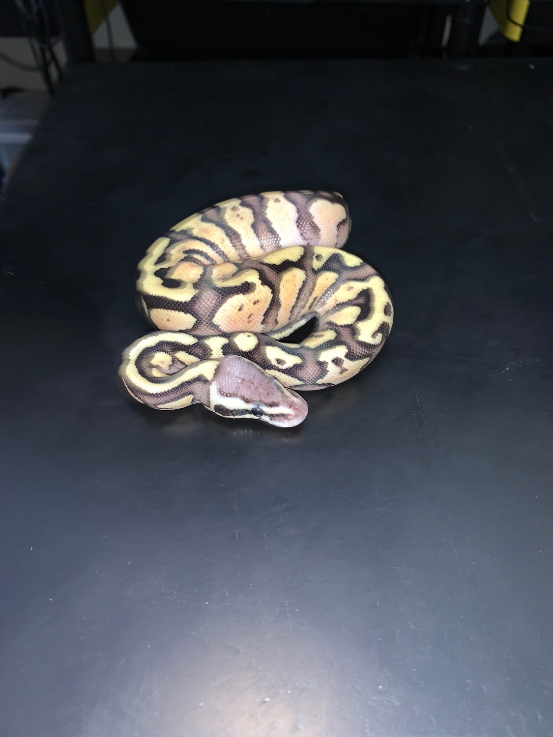 Super Pastel, Fire (Superfly) Ball Python by BayArea Captive Snakes ...