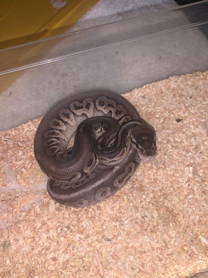 Pewter Ball Python Het Albino by BayArea Captive Snakes