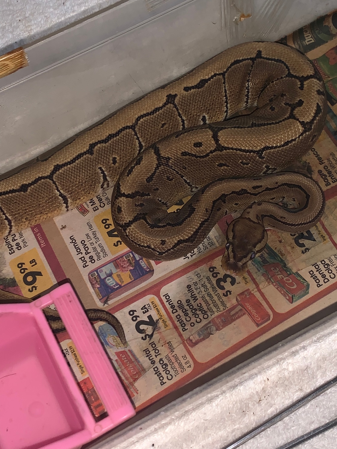 Pinstripe Ball Python by BayArea Captive Snakes - MorphMarket