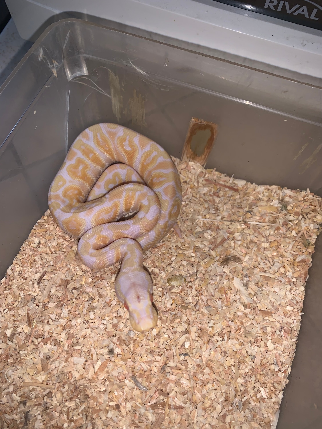 Albino GHI Ball Python by BayArea Captive Snakes - MorphMarket