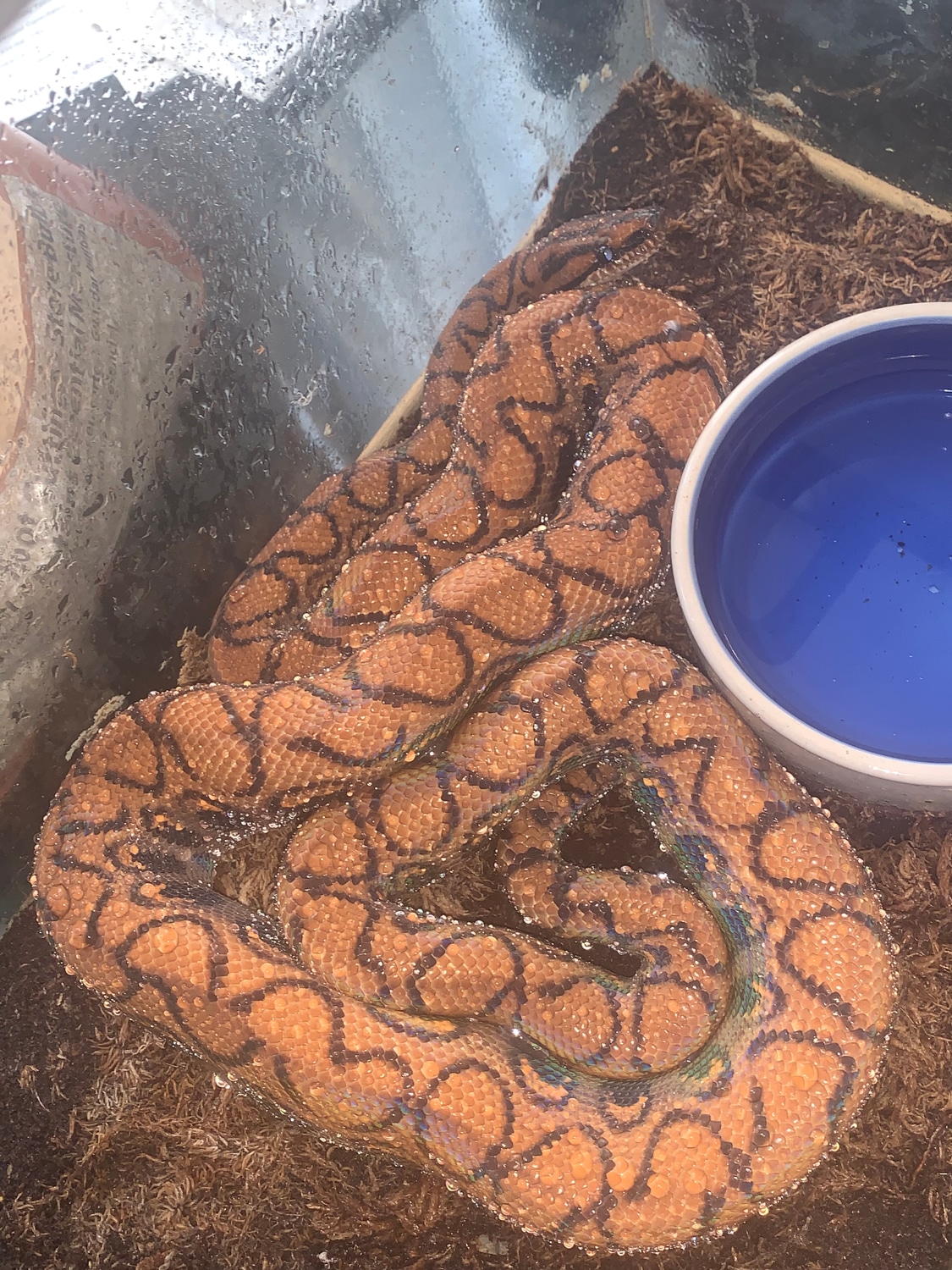 Brazilian Rainbow Boa by BayArea Captive Snakes - MorphMarket