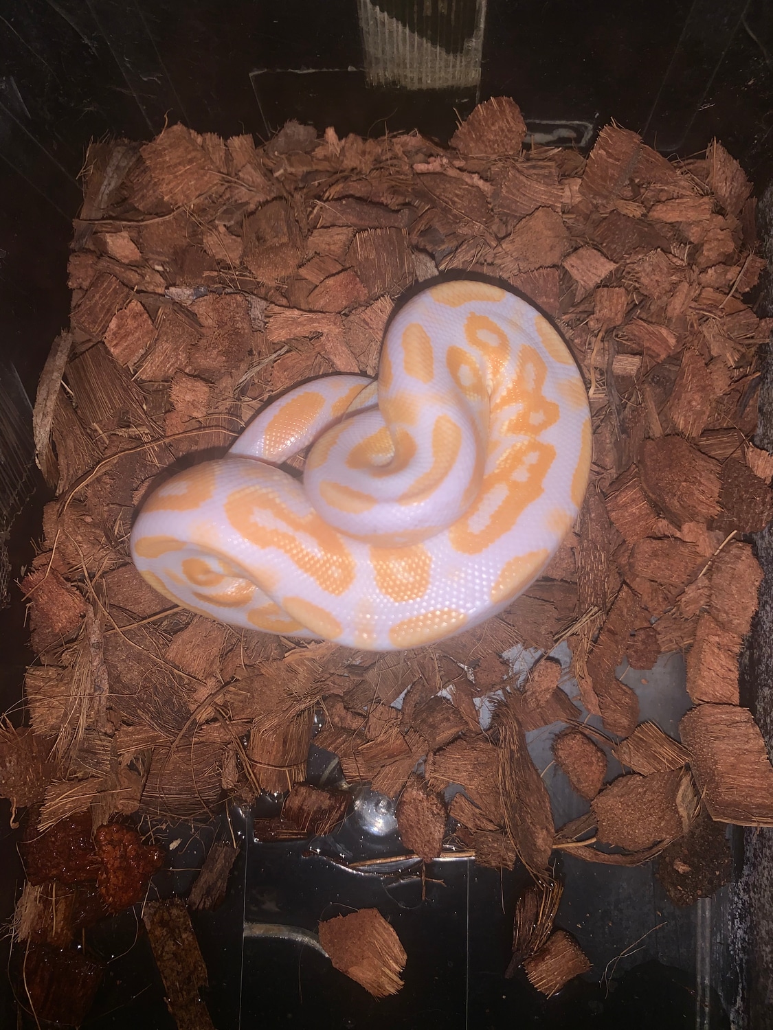 Albino Ghi Cinnamon Ball Python by BayArea Captive Snakes - MorphMarket