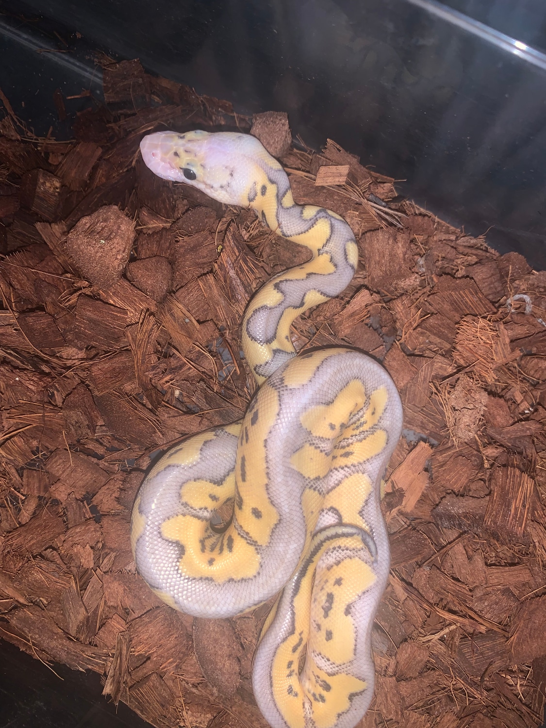 Killer Clown Ball Python by BayArea Captive Snakes - MorphMarket