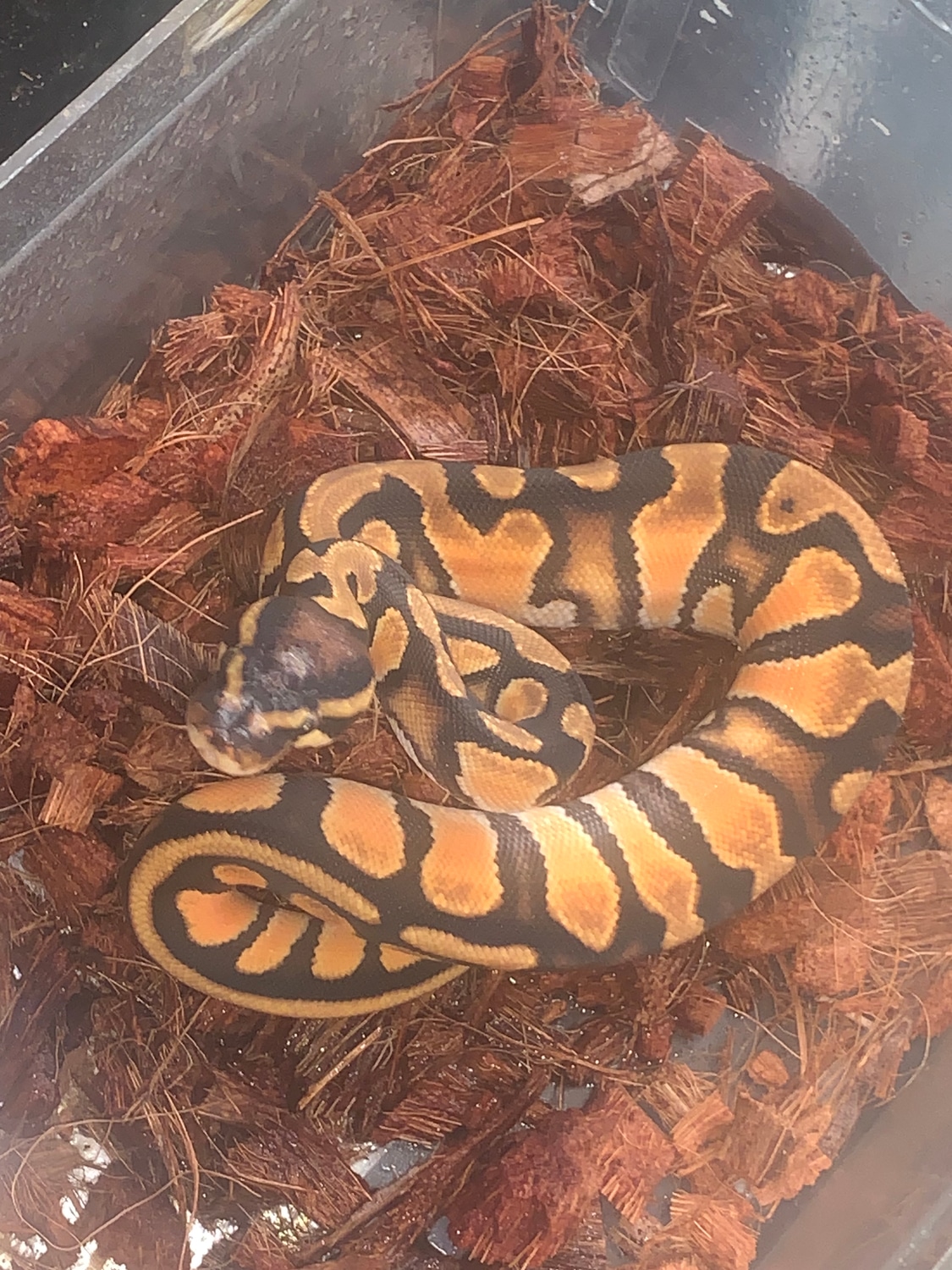 Orange Dream Ball Python by BayArea Captive Snakes - MorphMarket