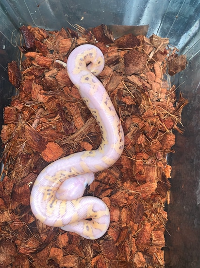 Superfly Clown Ball Python by BayArea Captive Snakes