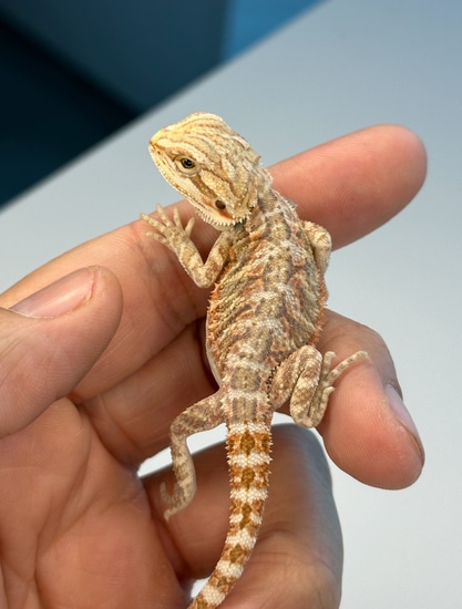Baby Leatherback Central Bearded Dragon by Pets and Crafts LLC