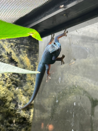 Eletric Blue Gecko Day Gecko by Pets and Crafts LLC