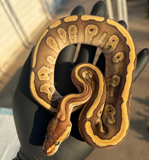 Clown Pied And Red Stripe Mojave 66% Het Clown Ball Python by 510 Ball ...