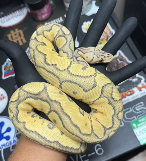 Enchi Blade Pastel Hypo Clown Ball Python by 510 Ball Pythons