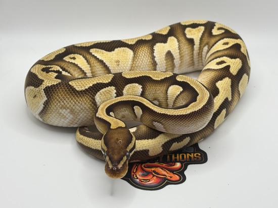 Orange Dream Mojave Het Clown Het Desert Ghost Ball Python by 510 Ball ...