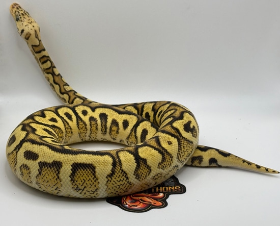 1.1 Pompeii Project Ball Python by 510 Ball Pythons