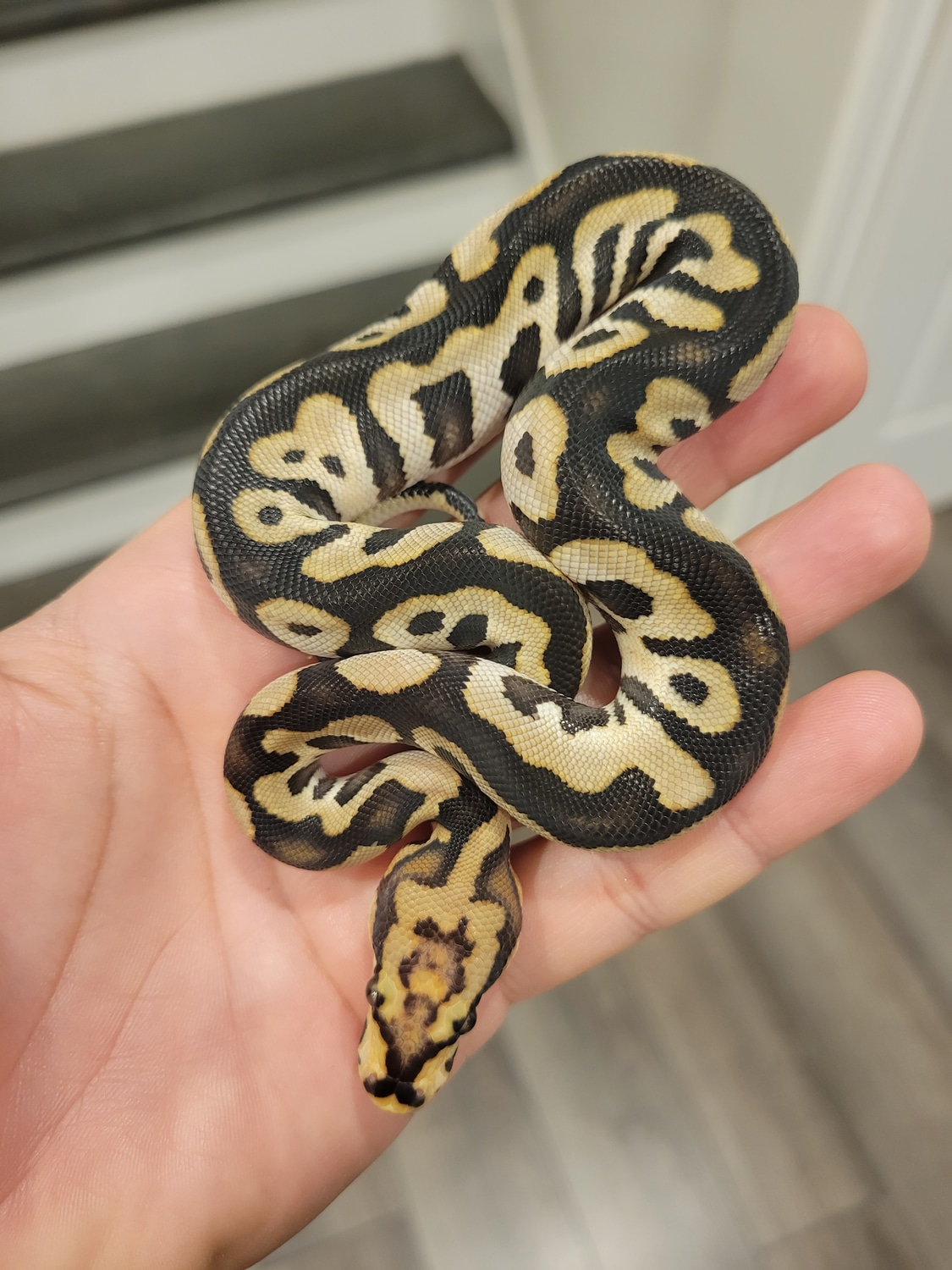 Chocolate Spotnose Vanilla Clown Het Hypo Ball Python by 514 Reptiles ...