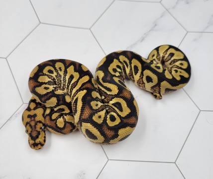 Chocolate Spotnose Vanilla Clown Het Hypo Ball Python by 514 Reptiles - MorphMarket