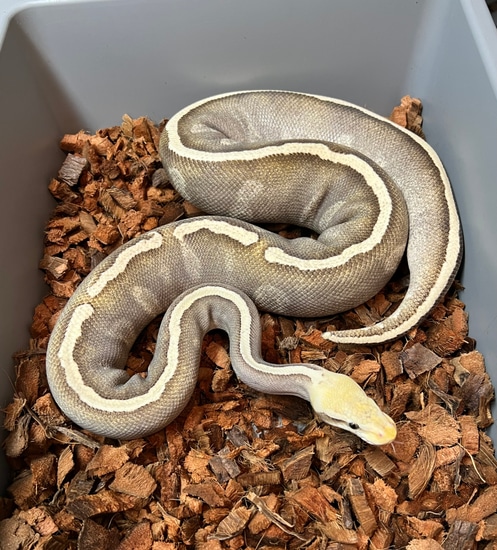 Ghi Mojave Vanilla Scream 50% Het Hypo Ball Python by 514 Reptiles