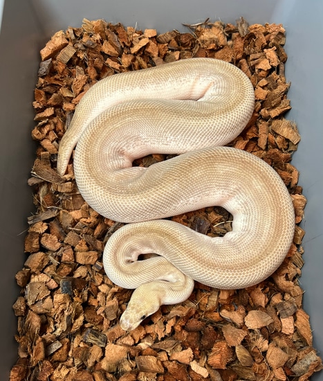 Lesser Super Blade Pinstripe Clown Het Hypo Ball Python by 514 Reptiles