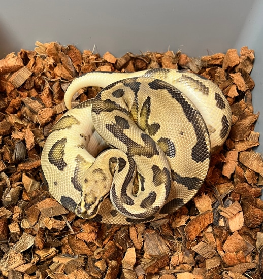 LEOPARD VANILLA OR FIRE SPECTER OR YB HET CLOWN POS Redhead Ball Python by 514 Reptiles