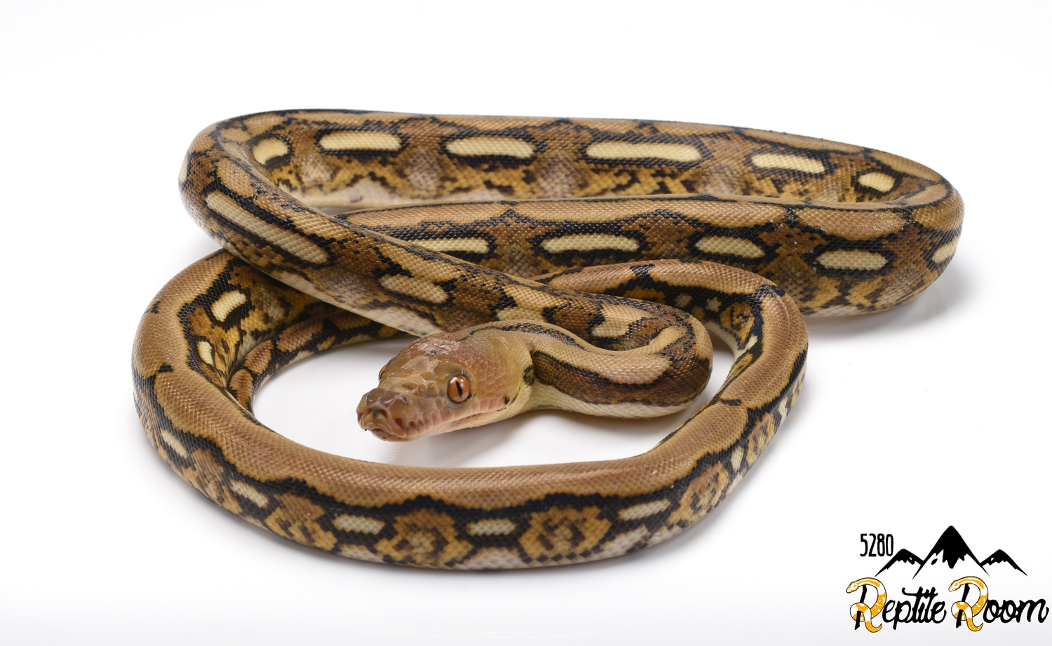 Tiger 100% Het Renick Ghost Reticulated Python by 5280 Reptile Room ...