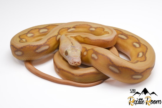 Sun Tiger Renick Ghost Reticulated Python by 5280 Reptile Room