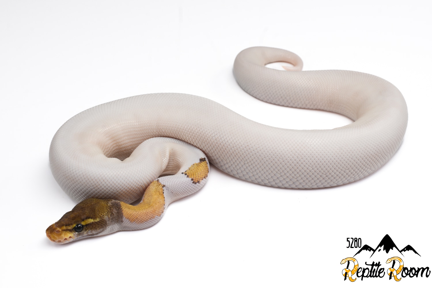 Mojave Pied 50%ph Clown Ball Python by 5280 Reptile Room - MorphMarket