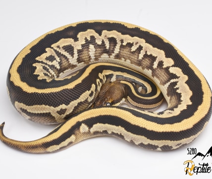 Blackhead Leopard Champagne Pinstripe 100% Het Pied Ball Python by 5280 ...