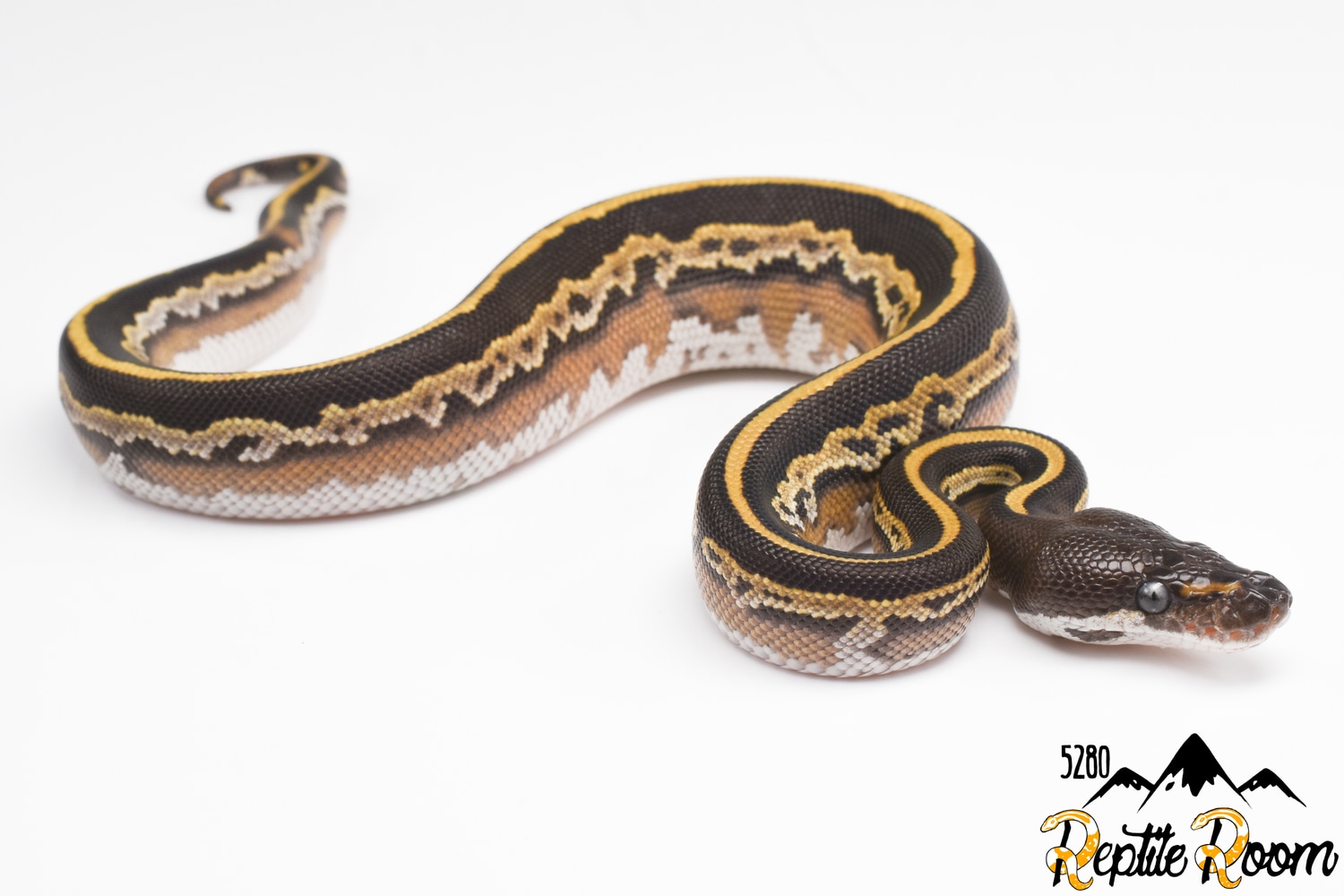 Blackhead Mojave Leopard 100% Het Pied Ball Python by 5280 Reptile Room ...