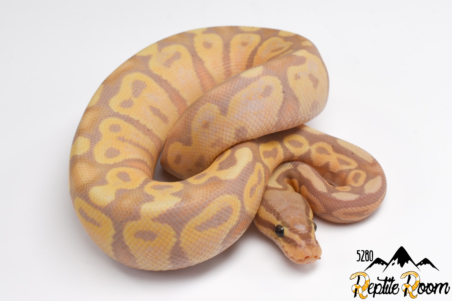 Coral Glow Pastel Yellow Belly 100% Het Pied Ball Python by 5280 ...