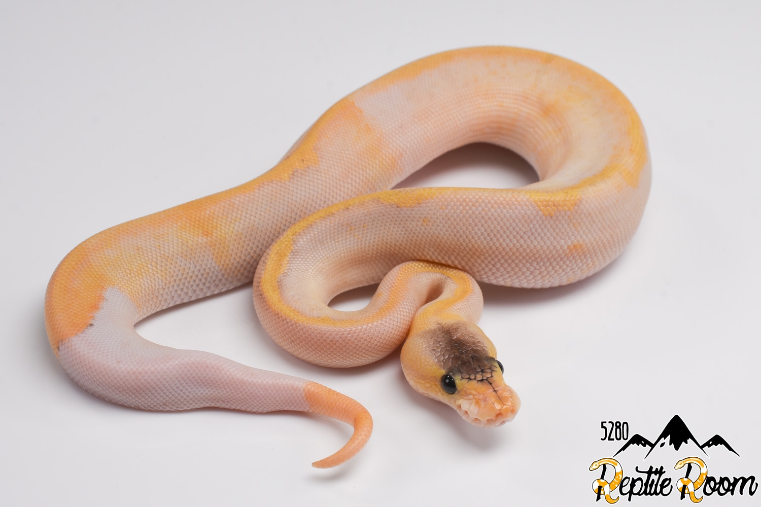 Lemonblast Mojave Enchi Leopard Champagne 100% Het Pied Ball Python by ...