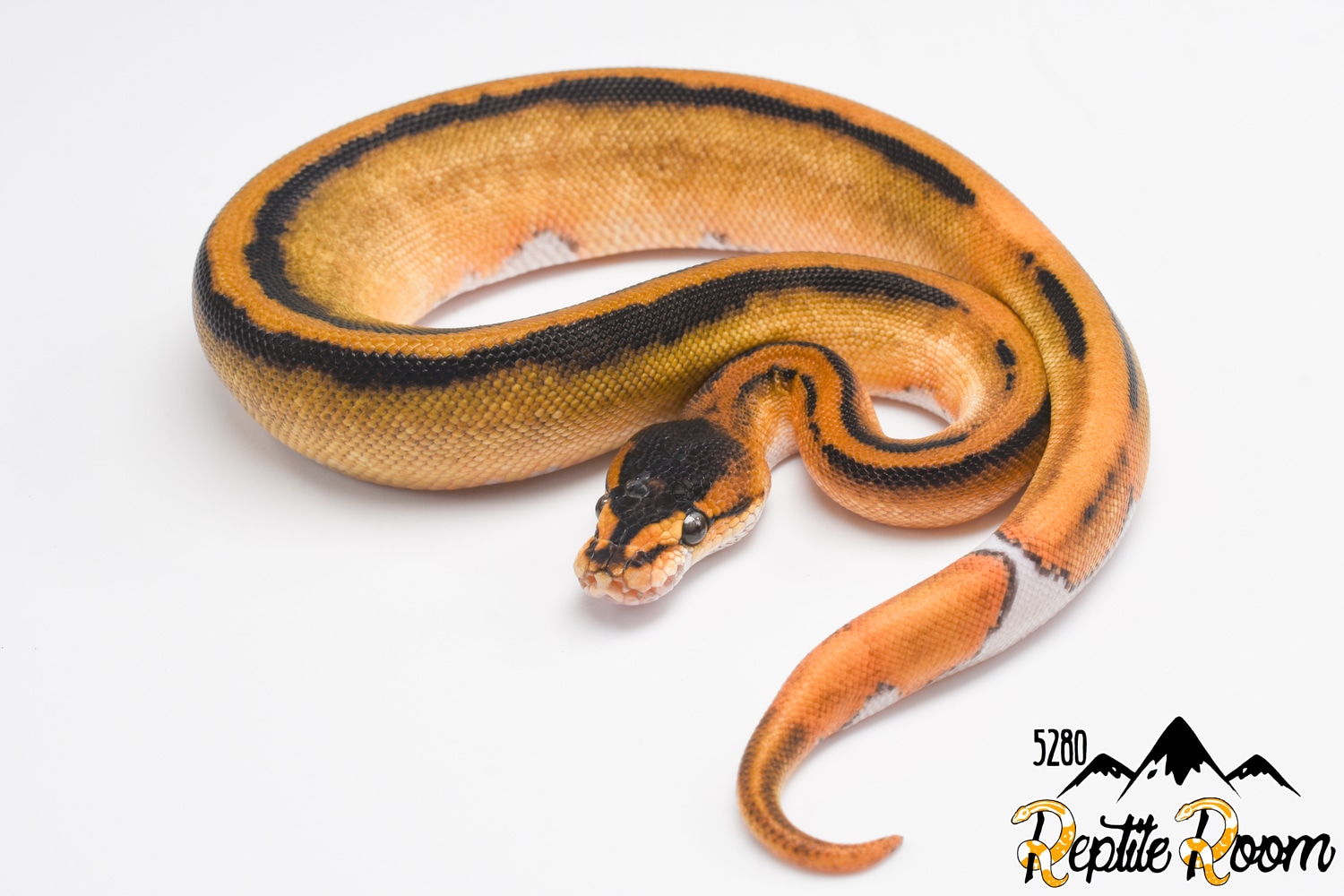 Blackhead Leopard Champagne Pinstripe 100% Het Pied Ball Python by 5280 ...