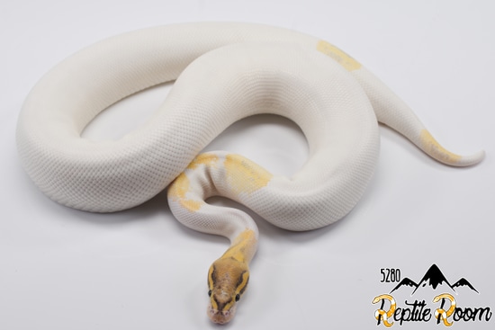 Highway Pied Ball Python by 5280 Reptile Room