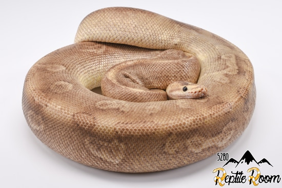 Champagne Pumpkin Line Ball Python by 5280 Reptile Room