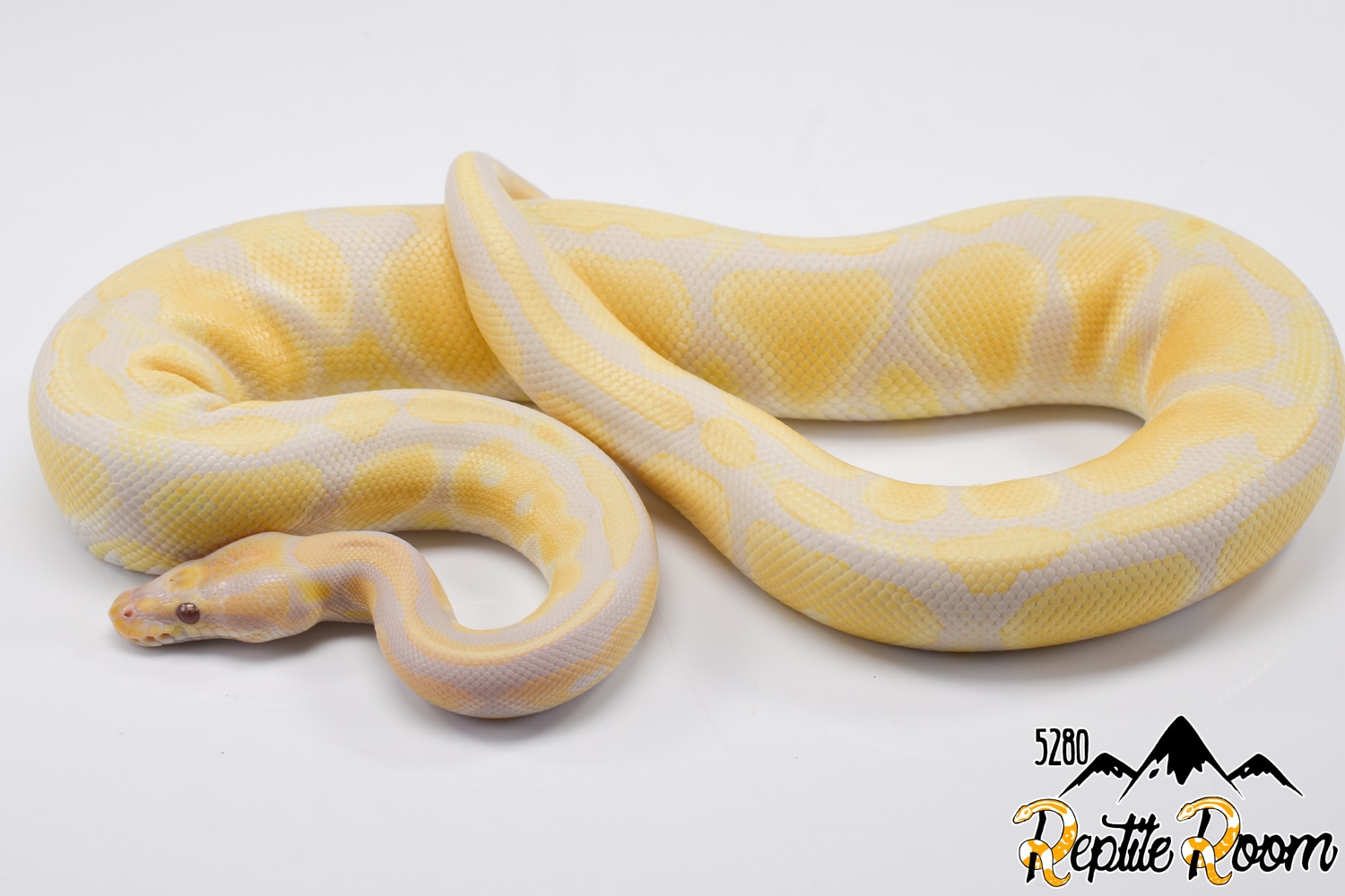 Lavender 100% Het Vpi Axanthic Ball Python by 5280 Reptile Room ...