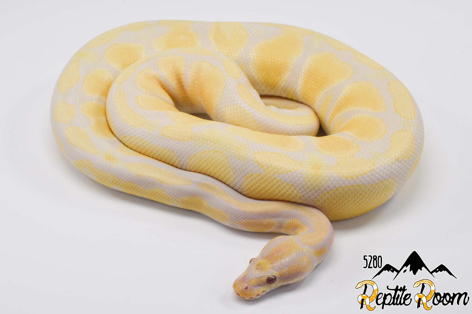 Lavender 100% Het Vpi Axanthic Ball Python by 5280 Reptile Room ...