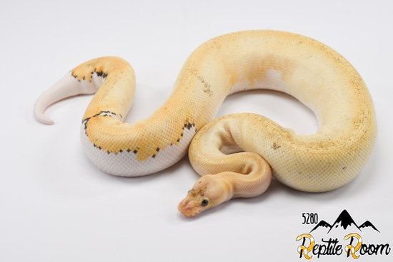 Yb Or Gravel Pinstripe Champagne 100% Het Pied Ball Python by 5280 ...