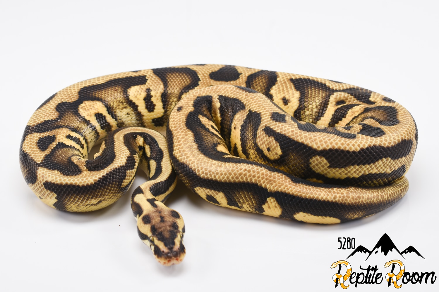 Pastel Leopard 100% Het Clown 50% Possible Het Pied Possible Chocolate ...