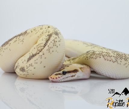 5280 Reptile Room - MorphMarket